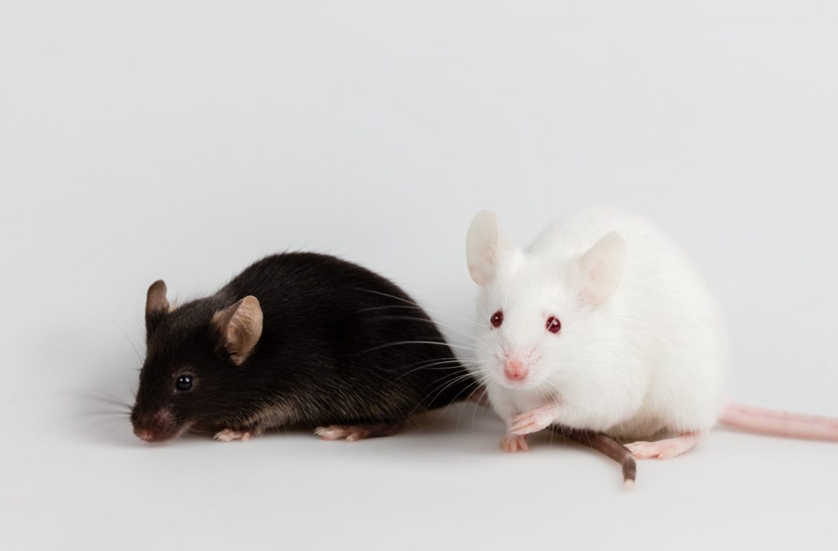 Mouse Model for Angelman Reveals Novel Regulation of UBE3A Gene