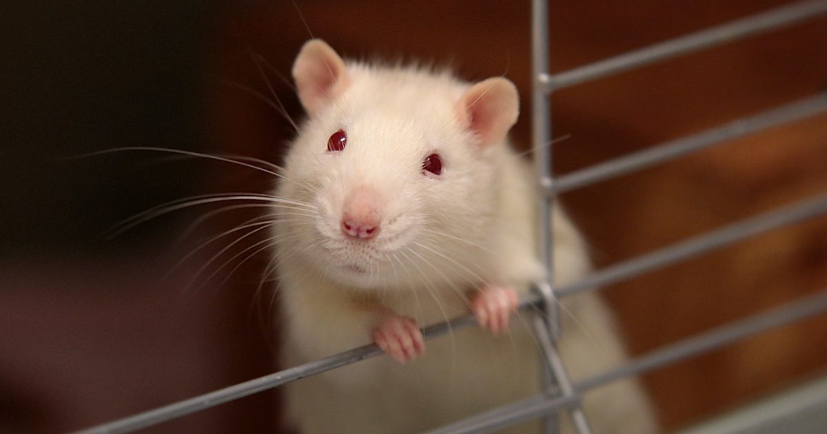 Rat Model Of Angelman Syndrome Might Boost Search for New Therapies